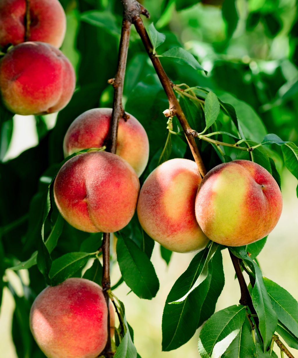 Best fast-growing fruit trees: 10 vigorous fruit trees to grow | Homes ...