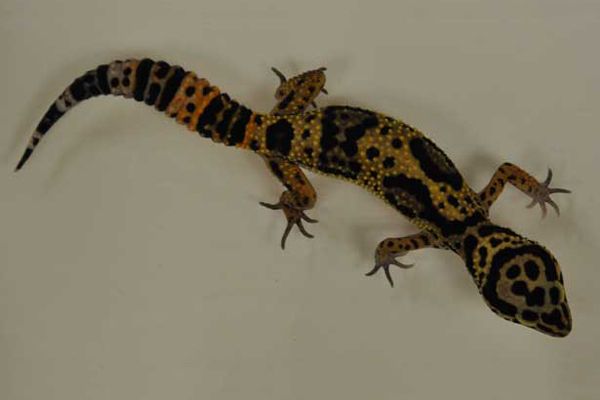 6 Crazy Skills That Prove Geckos Are Amazing | Live Science