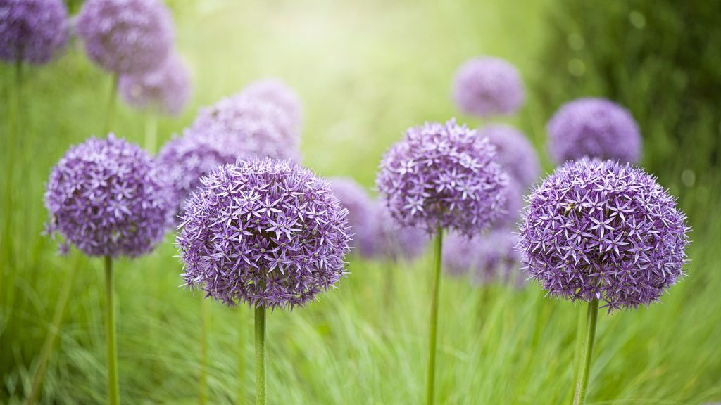 10 best varieties of allium bulbs to plant now | Homes and Gardens