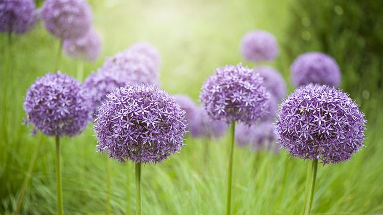 10 best varieties of allium bulbs to plant now | Homes and Gardens
