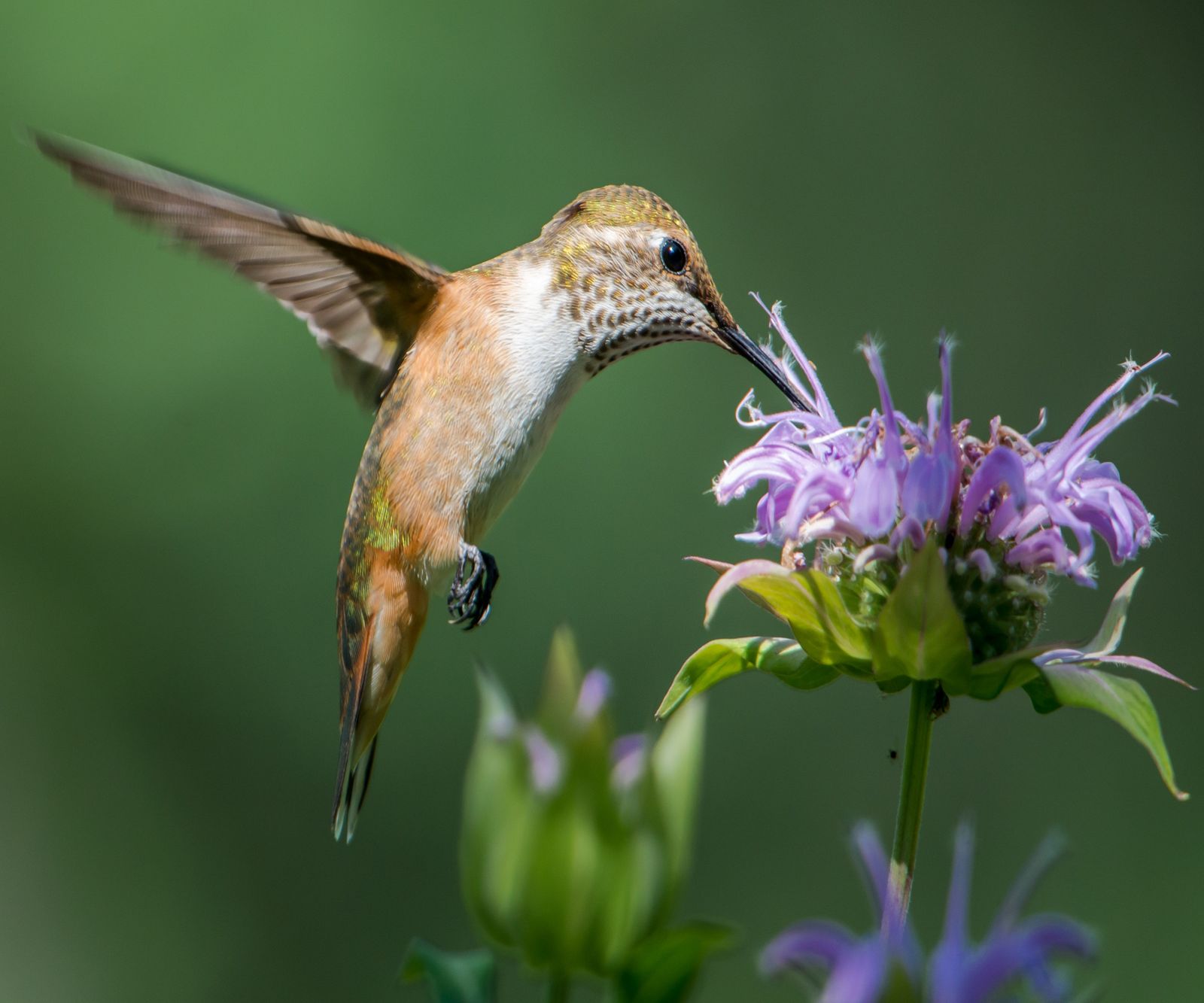 When do hummingbirds return from migration, plus how to help | Homes ...