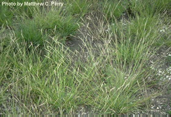 Poverty Oatgrass Information And How To Grow Poverty Grass | Gardening ...