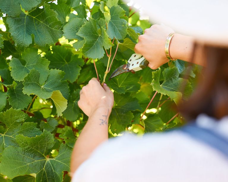 How to prune grape vines: for healthy, productive plants | Homes and ...