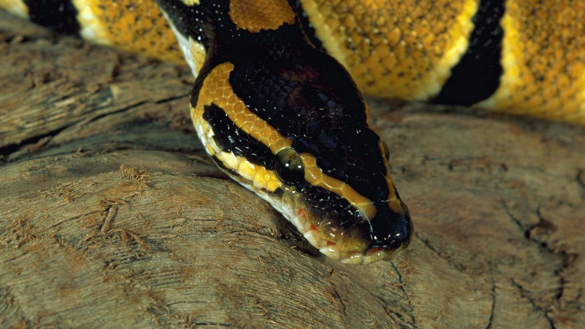 32 different types of reptile you can keep as a pet | PetsRadar