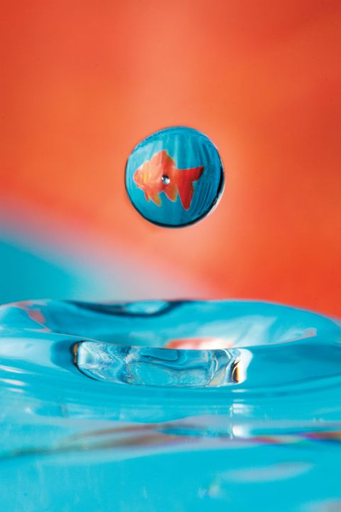 Home photography ideas: Take trick shots using water drops! | Digital ...