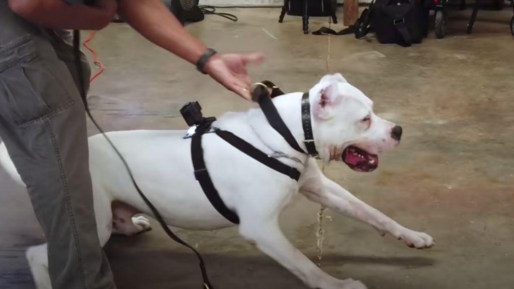 Meet Dogo Argentinos: The world’s elite guard dog | PetsRadar