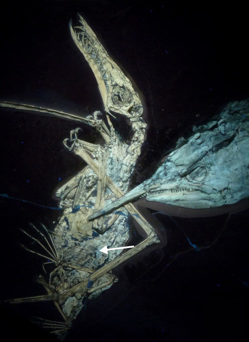 Caught in the Act: Ancient Armored Fish Downs Flying Reptile | Live Science