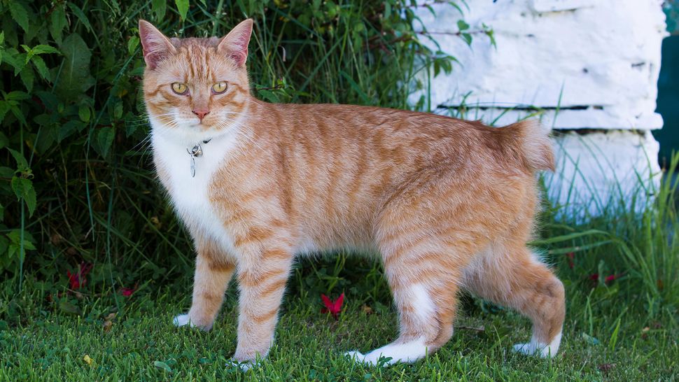 Manx cat: Breed profile and information | PetsRadar