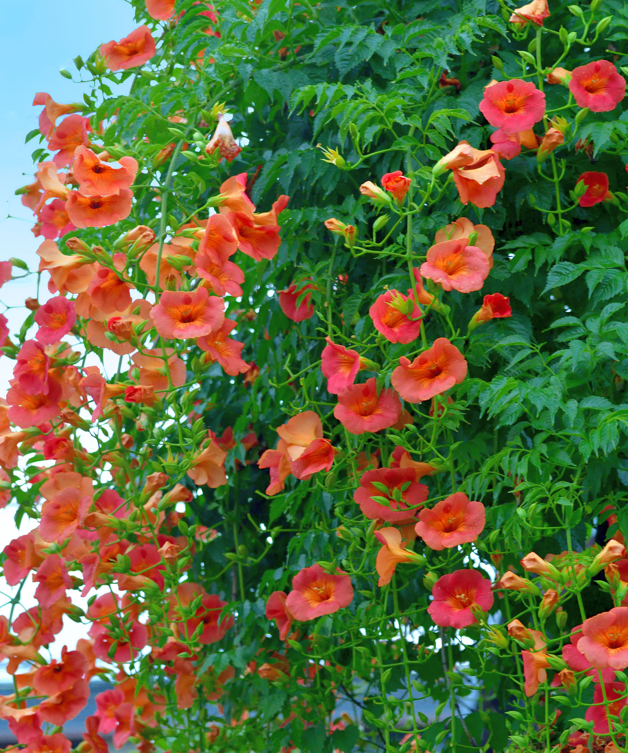 Fast Growing Flowering Climbing Plants That Transform Gardens Quickly