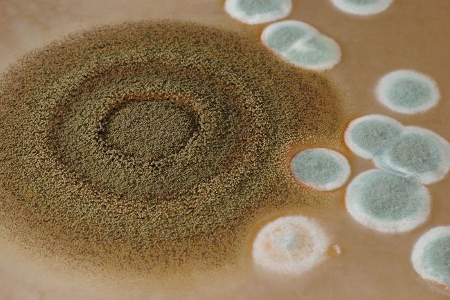 Microscopic Worlds Gallery: Fascinating Fungi | Live Science