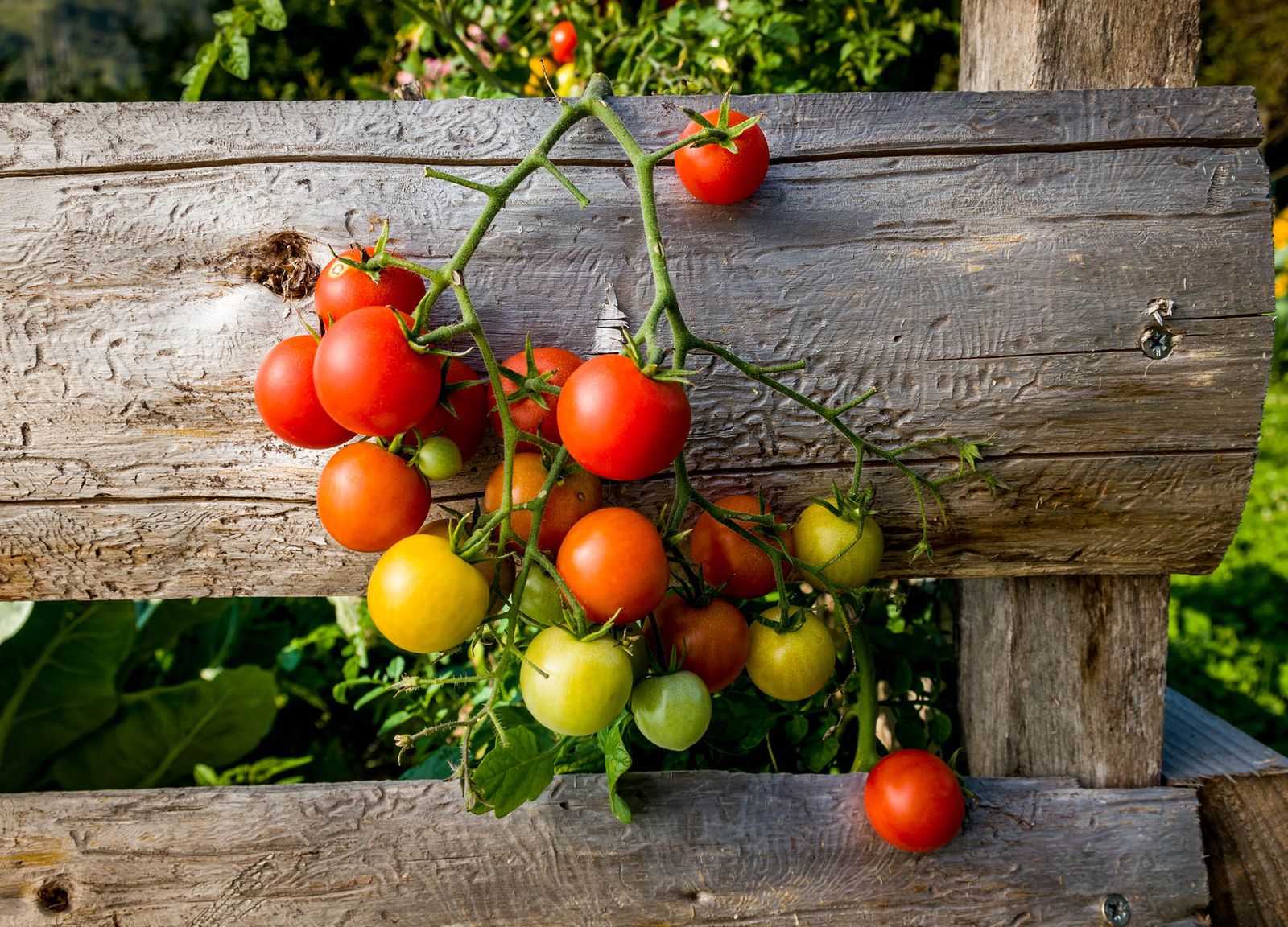 Grow your own tomatoes: What to plant, when to plant them and how to ...