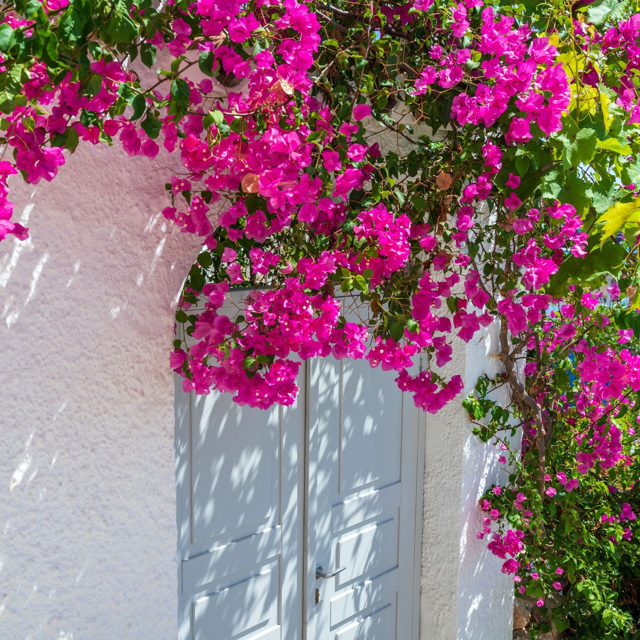 10 of the best plants for a Mediterranean garden | Ideal Home