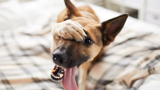 Why do dog's farts smell so bad? | PetsRadar