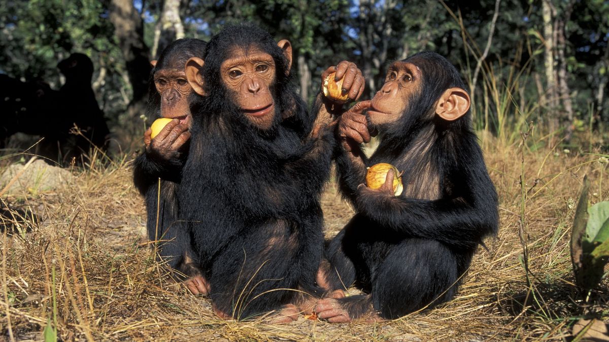 Primates: Facts about the group that includes humans, apes, monkeys and ...