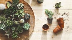 Houseplant trends 2025: 7 indoor plant trends for the year | Homes and ...