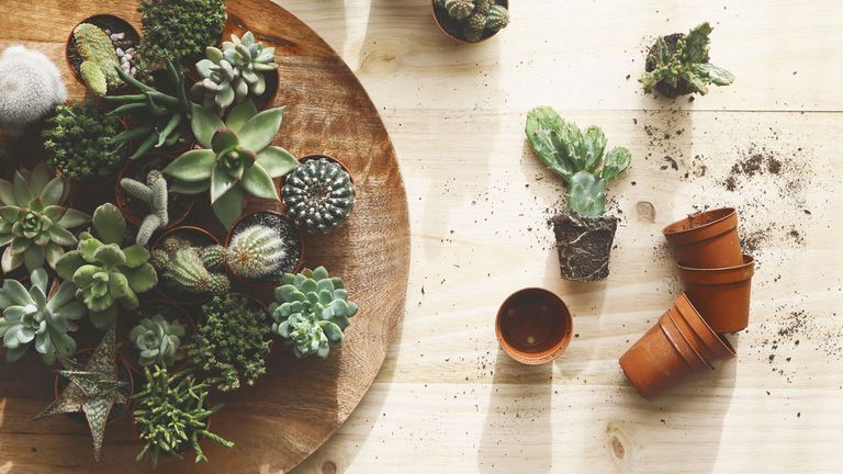 How to repot succulents: plus expert tips on when to do it | Homes and ...