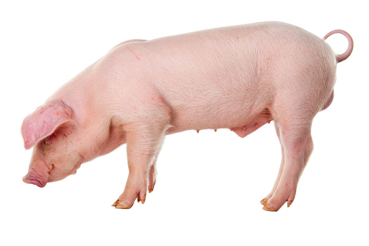 In Images: Cut Marks from Samurai Swords and Machetes | Live Science