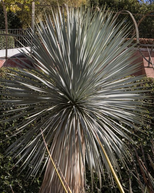 Tips & Information about Yucca | Gardening Know How