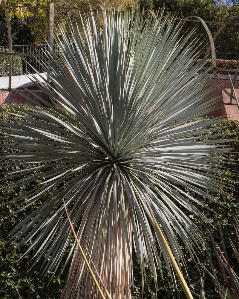 Tips & Information about Yucca | Gardening Know How