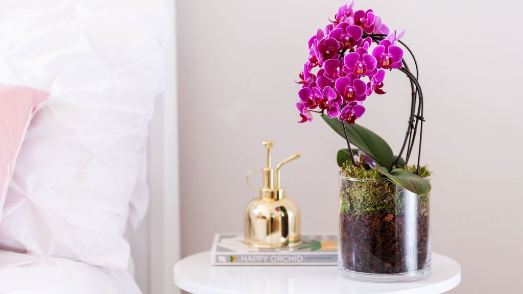 How to care for orchids indoors with our beginner's guide | Woman & Home