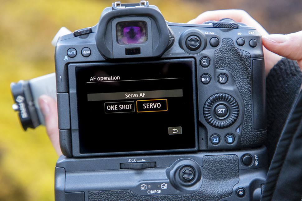 10 pro photo tips for amazing bird portraits with Canon cameras ...