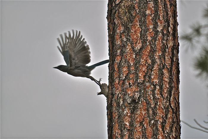 Of a Feather: Photos Reveal Stunning Birds of the Southwest | Live Science
