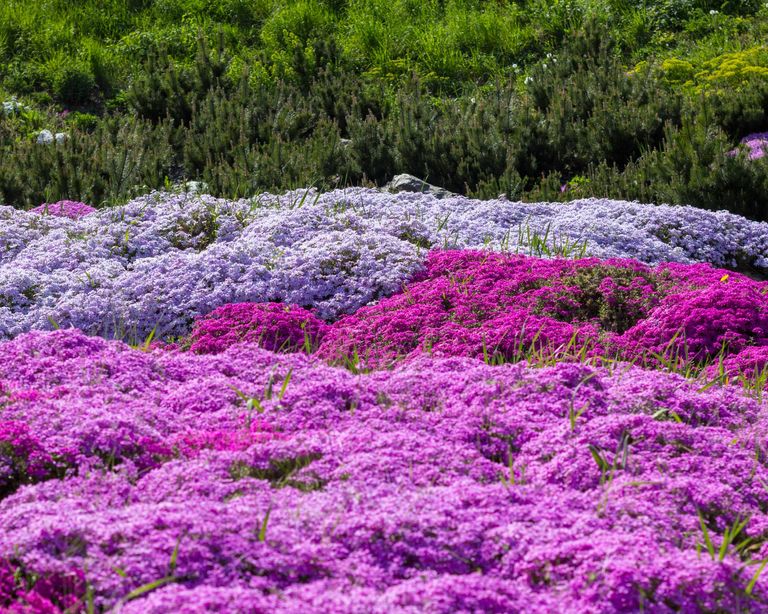 5 Classic Spring Flowers for a Cheery Garden All Season | Gardening ...