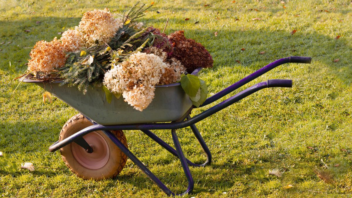 How to deadhead hydrangeas and when to do it | Tom's Guide