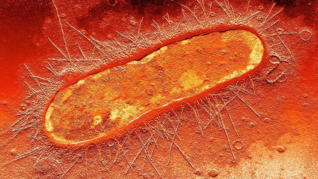 'Vampire' bacteria thirst for human blood — and cause deadly infections ...