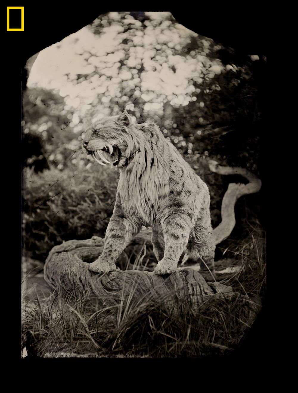 6 extinct animals that could be brought back to life | Live Science