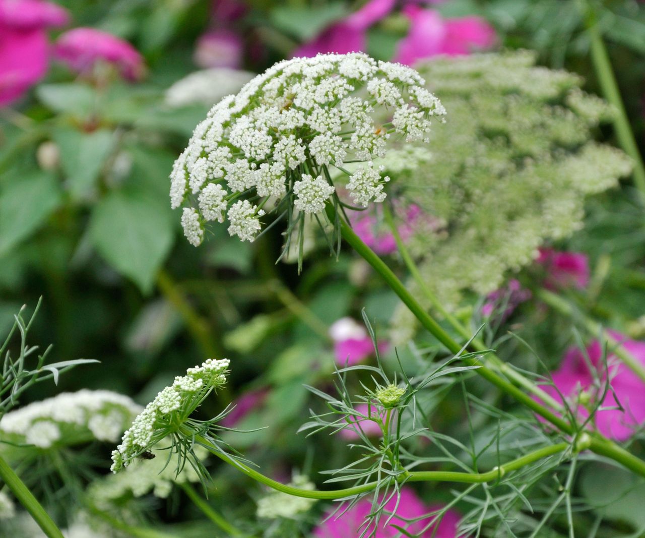 Best plants for chaos gardening: 9 unruly, expert choices | Homes and ...