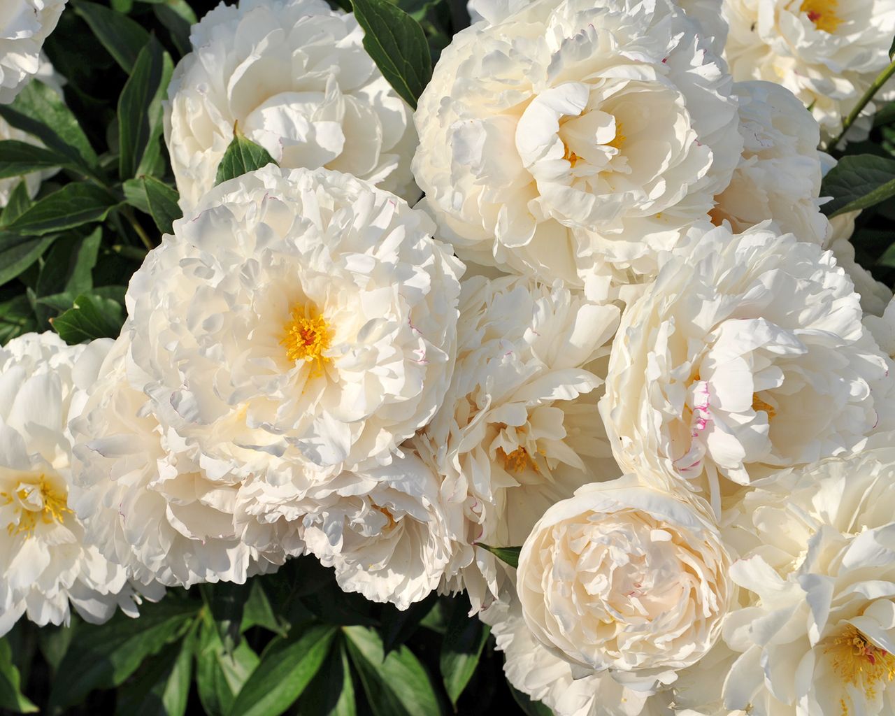 8 Long-Lasting Cut Flowers You Can Grow In The Garden | Gardening Know How