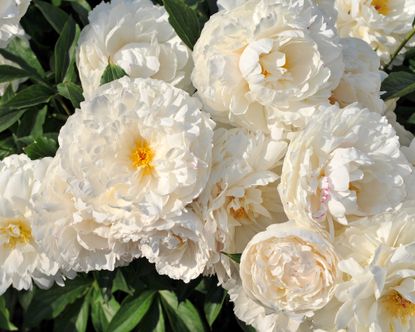 Peony Care In Spring: 6 Tips To Give Plants A Head Start | Gardening ...