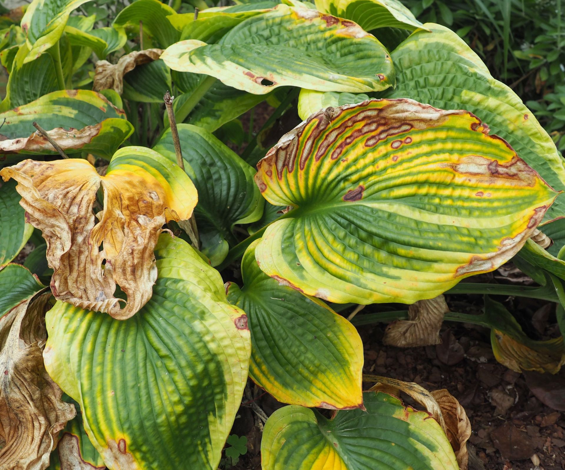 Hosta Leaves Turning Yellow? Common Causes & Fixes | Gardening Know How