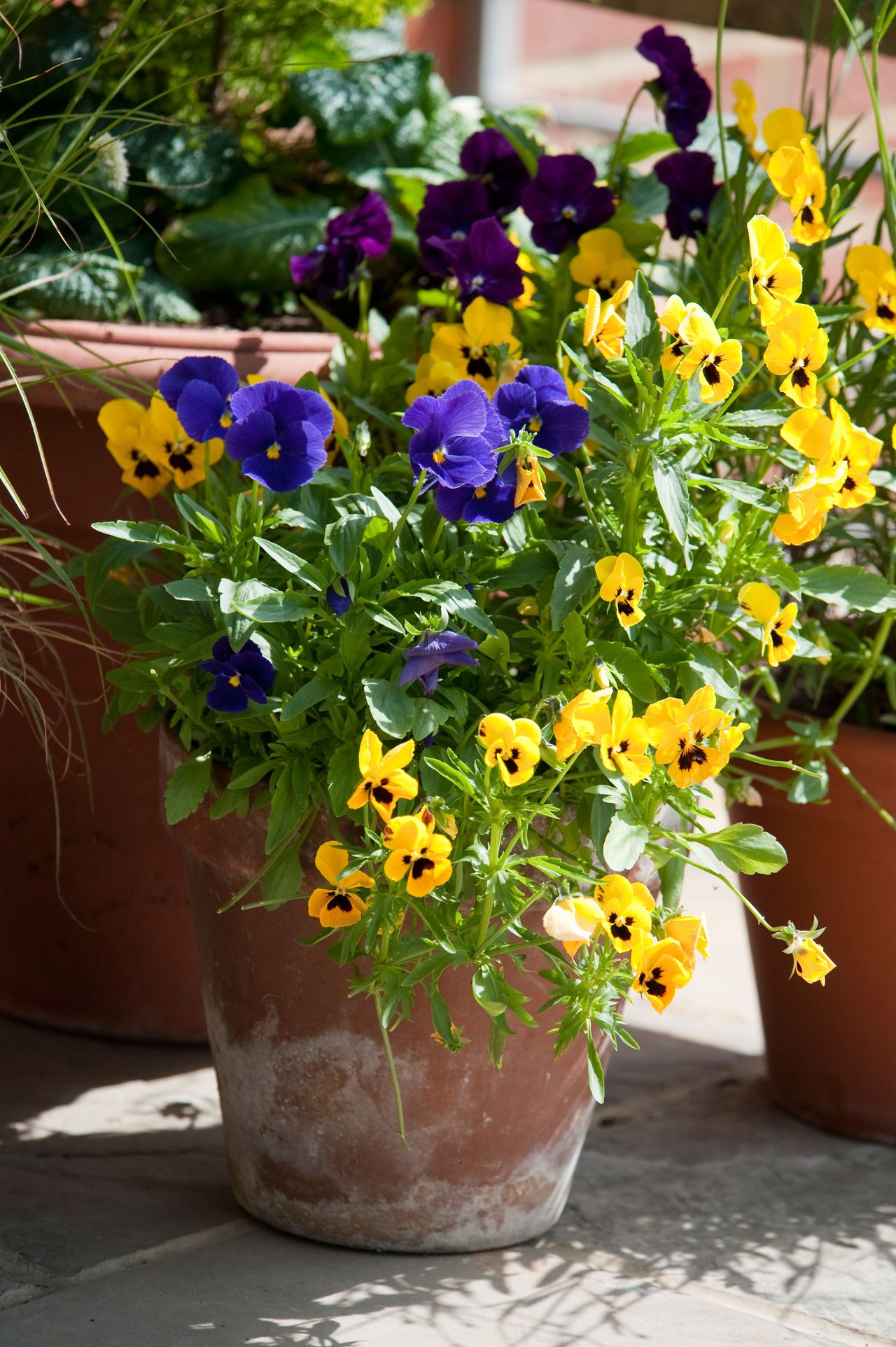 The 7 best flowers for beginner gardeners to plant right now | Livingetc