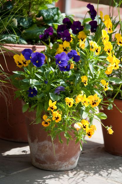 The 7 best flowers for beginner gardeners to plant right now | Livingetc