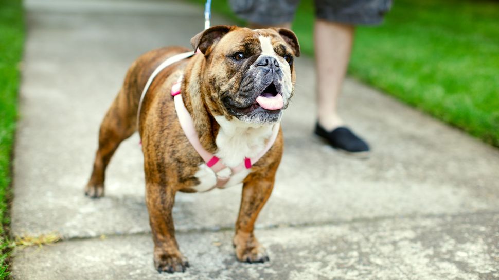 Most expensive dog breeds: Top 10 in the US | PetsRadar