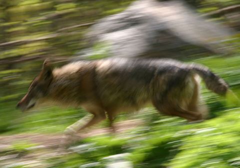 Look Quick: Gallery of the Fastest Beasts on Land | Live Science
