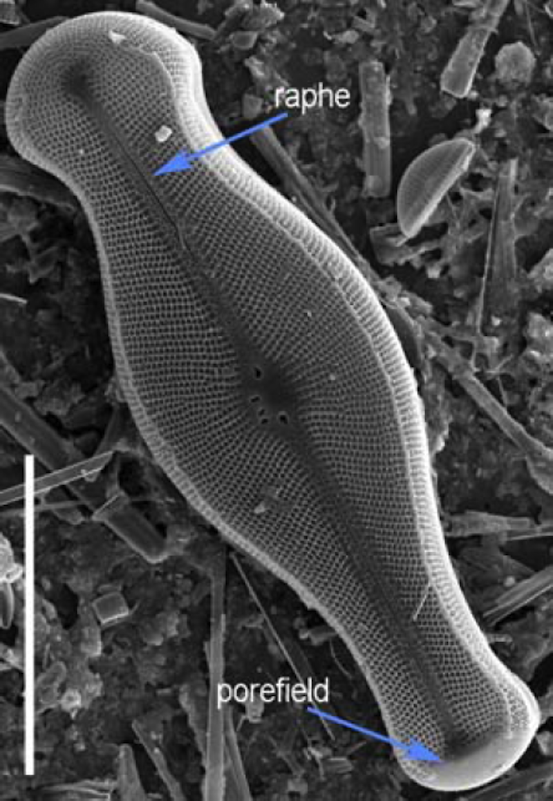 Yuck! Photos of 'Rock Snot' Algae Infestations | Live Science