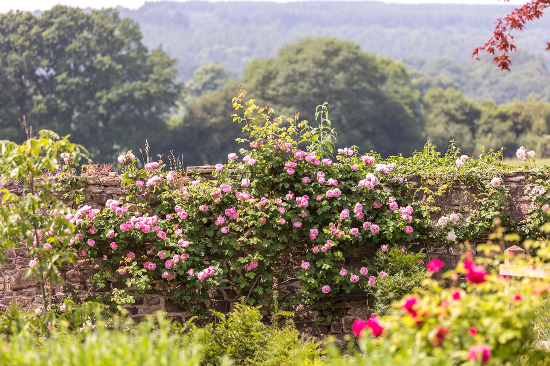 Best climbing roses: find the perfect rose for your plot, plus top tips ...
