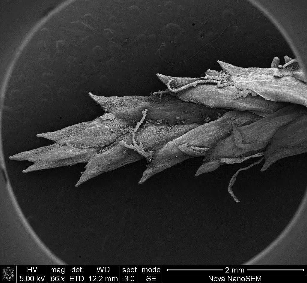 World's Oldest Bedding Discovered in Cave | Live Science