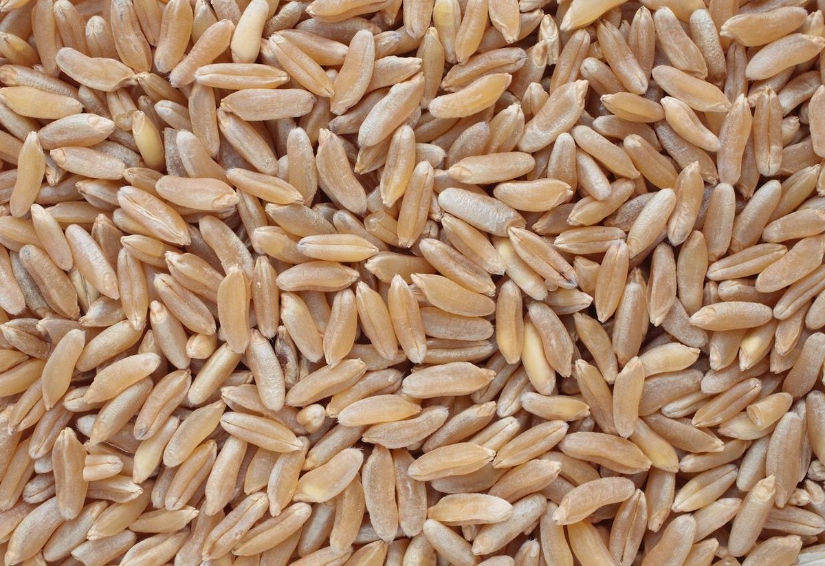 Khorasan Wheat Information - Learn About Growing Khorasan Wheat ...