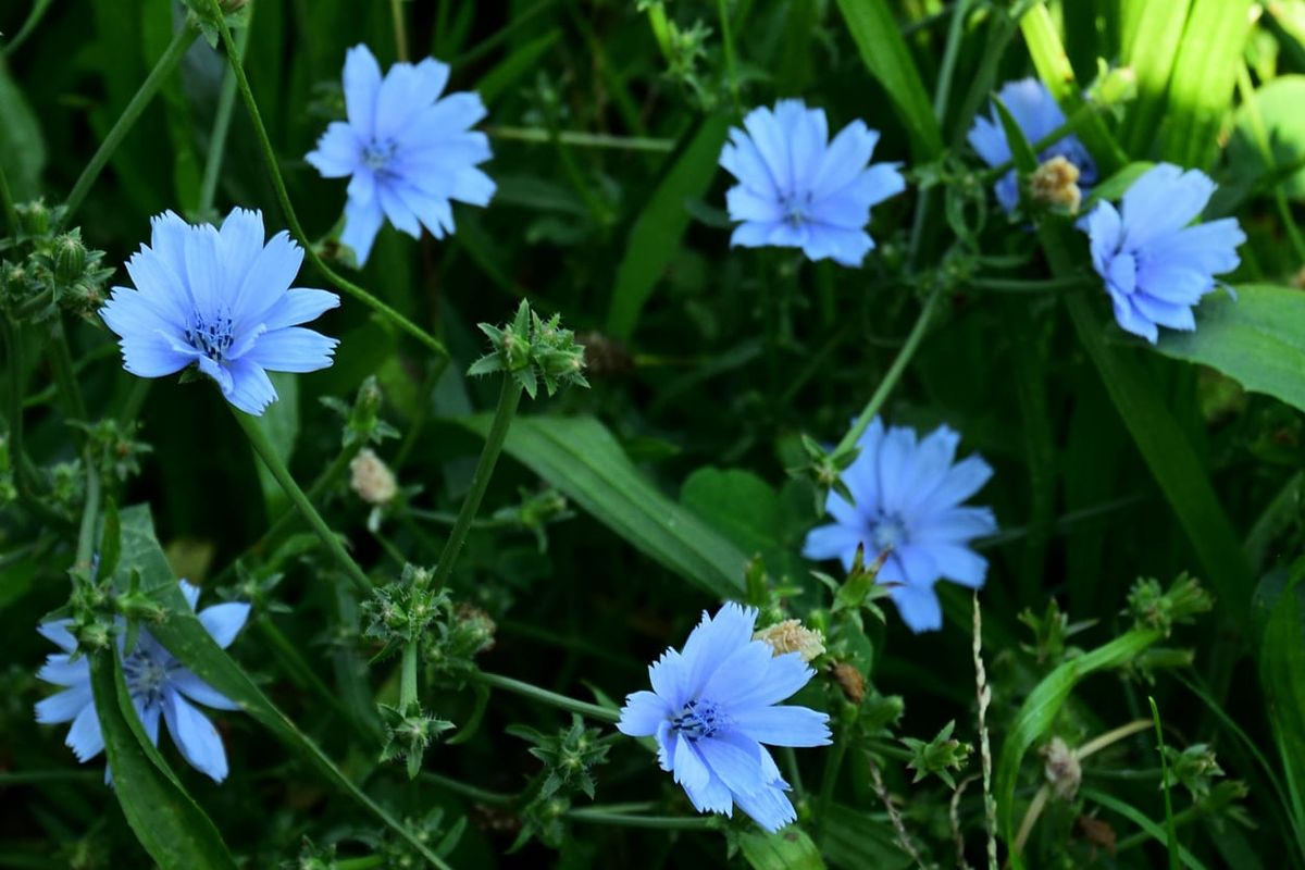 Growing Chicory In Pots: Caring For Container Grown Chicory | Gardening ...