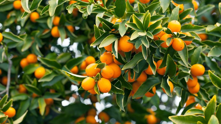 When to prune citrus trees: for the best blossoming fruits | Homes and ...
