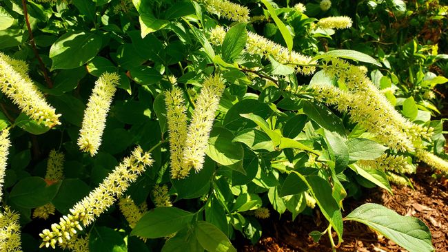 7 flood-tolerant plants to protect your yard from heavy rain | Tom's Guide