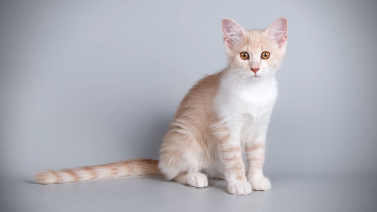 32 best cat breeds for cold climates | PetsRadar