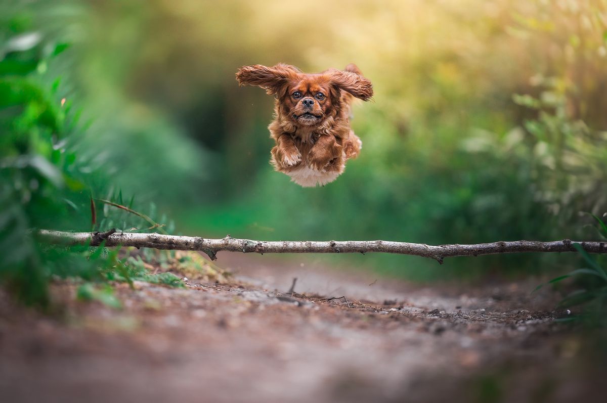 Stunning image of flying bat scoops LCE Photographer of the Year 2024 ...