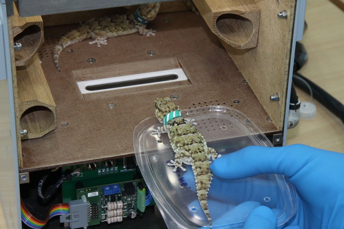 Russian Space Ark Returns Animal Astronauts to Earth, Some Mice ...