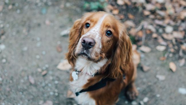 Best family dog breeds for families of all shapes and sizes | PetsRadar