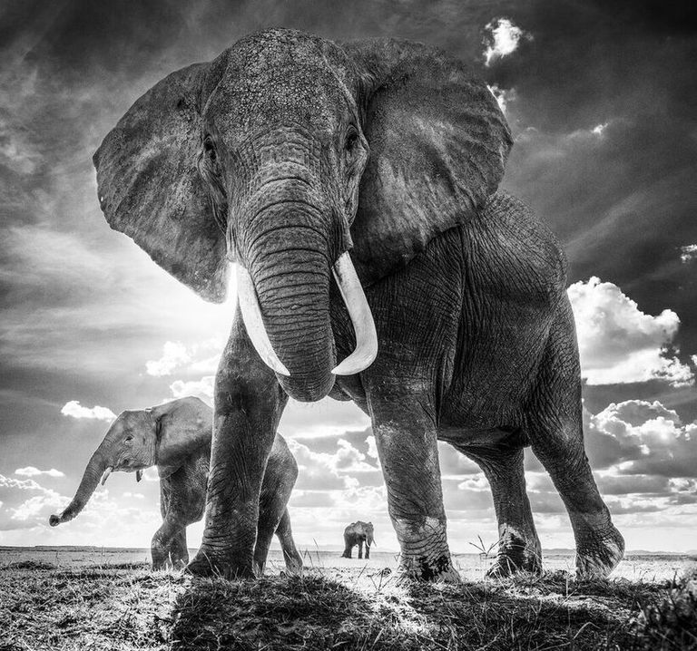 10 phenomenal wildlife pictures from David Yarrow's new exhibition ...